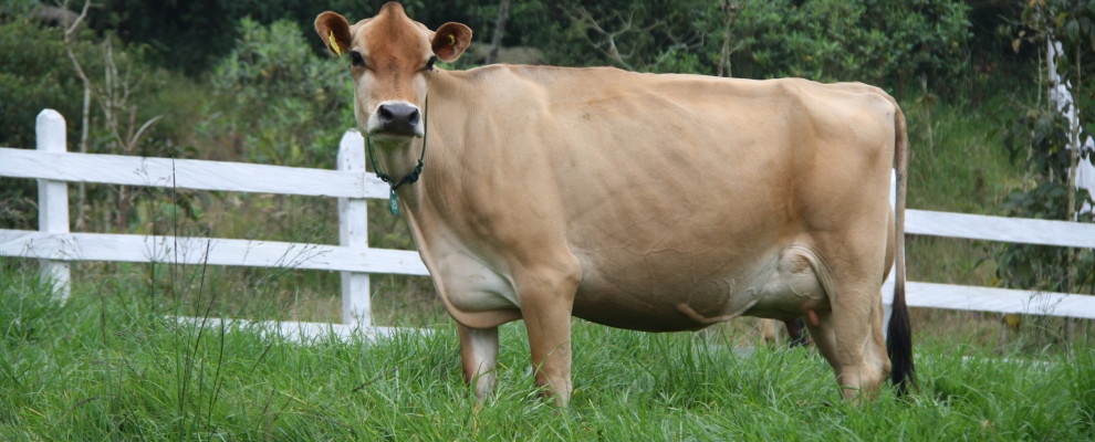 Asojersey | Asociación Colombiana de Criadores de Ganado Jersey