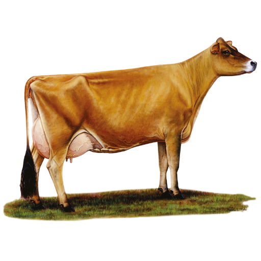 La Raza – Asojersey